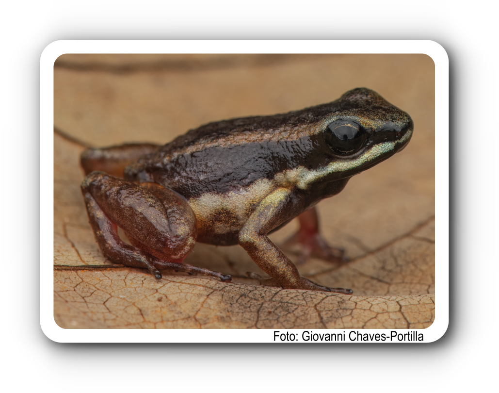 Allobates niputidea | Anfibios colombianos
