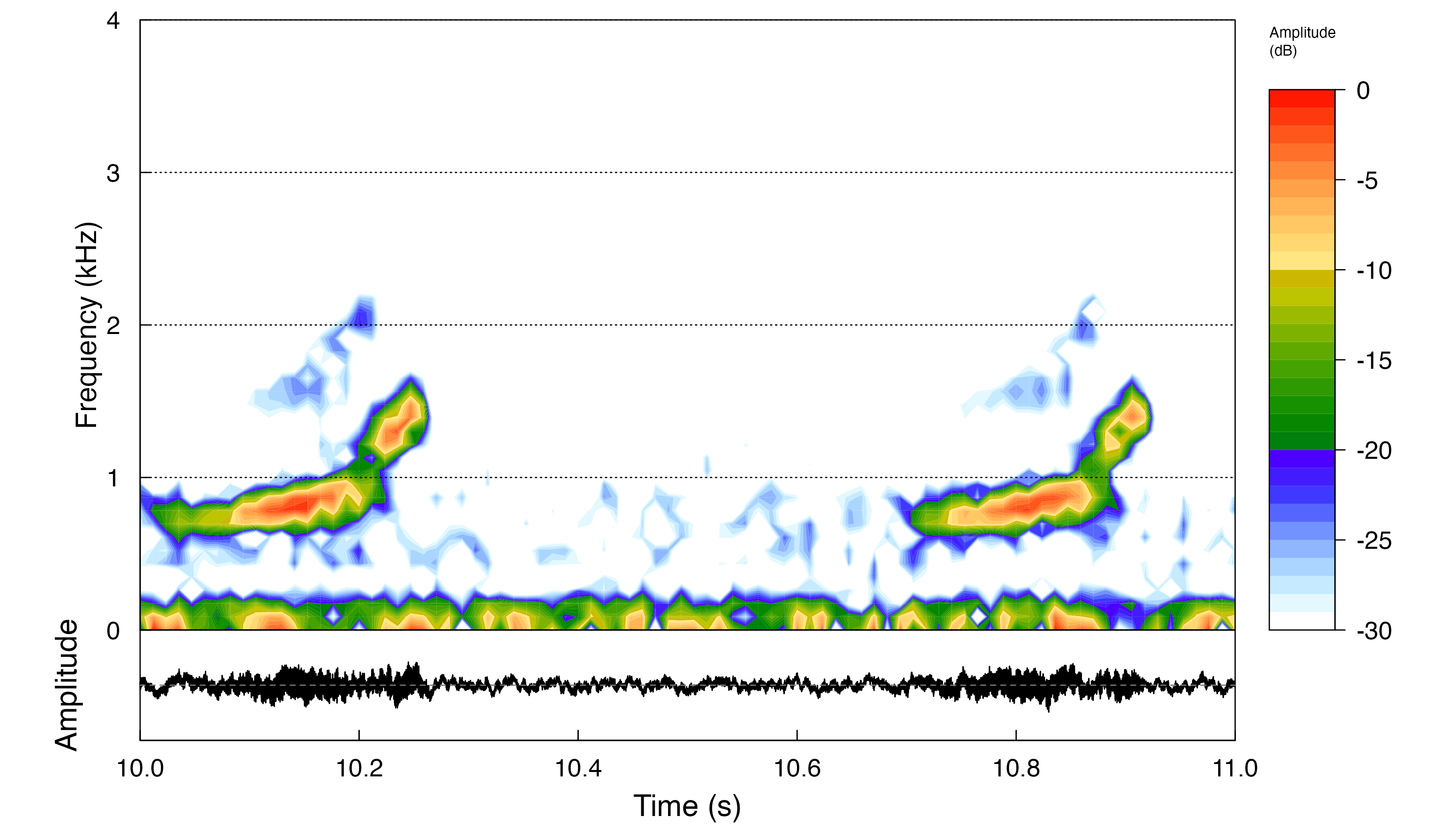 Leptodactylus fragilis | Anfibios colombianos