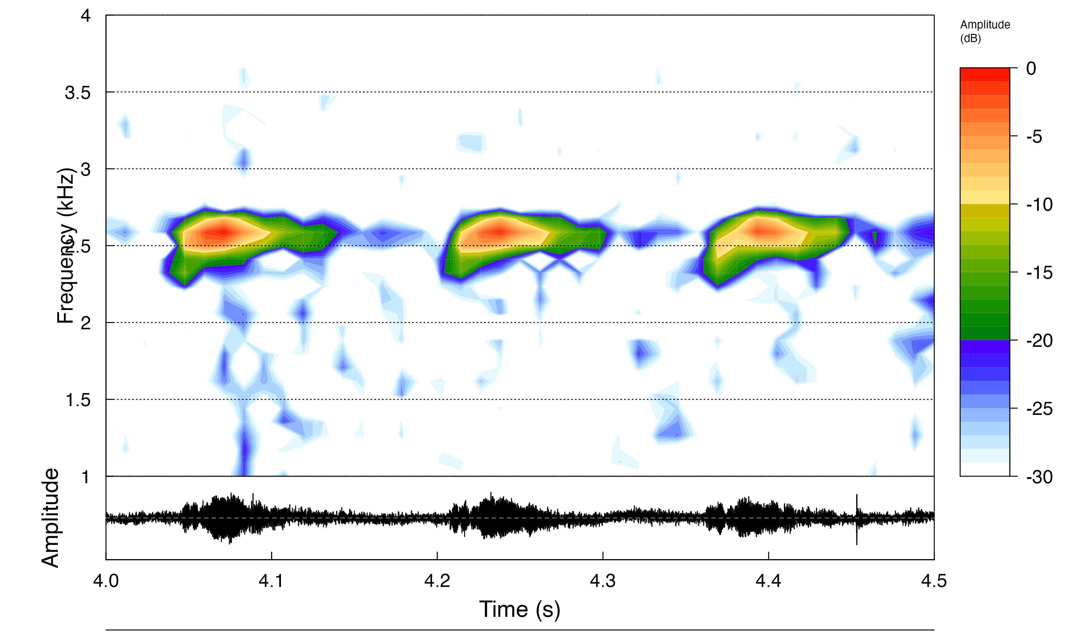 Rhaebo haematiticus | Anfibios colombianos
